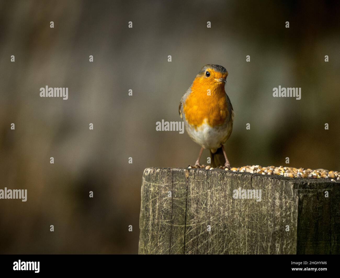 Robin perched on a gatepost in Rozelle Park Ayr, Scotland Stock Photo ...