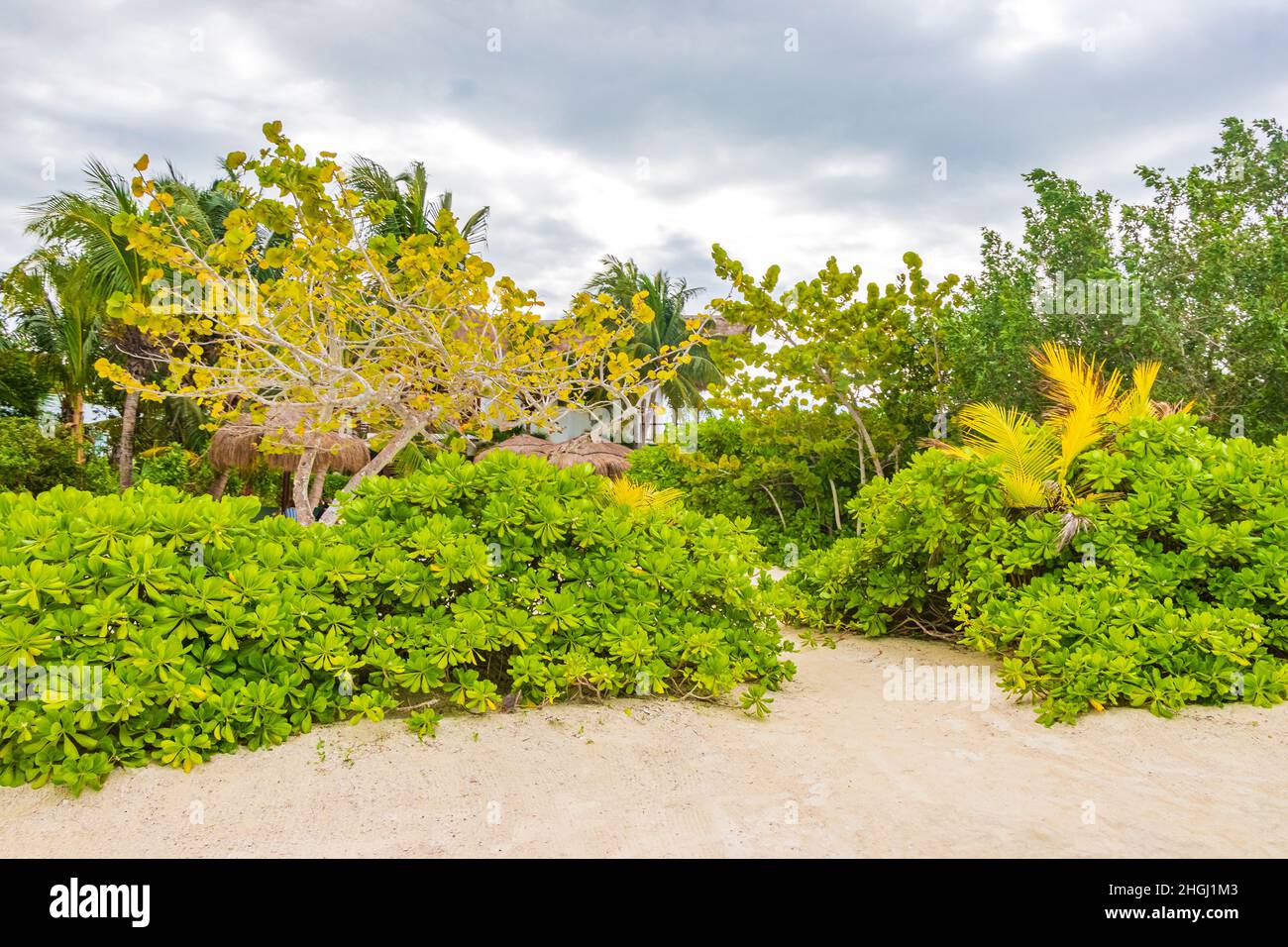 Sandy muddy road walking path and landscape view with tropical nature ...