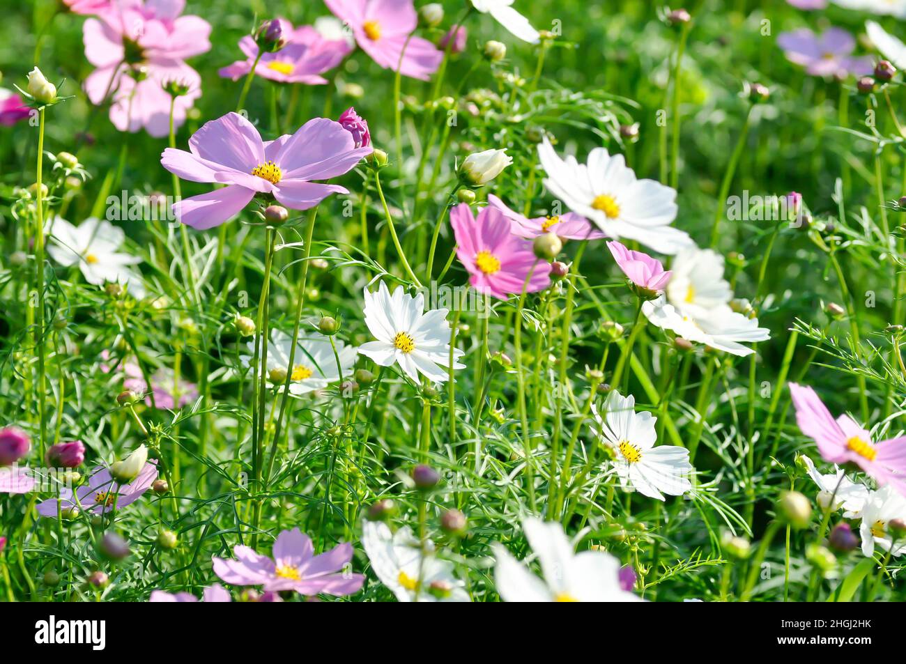 cosmos flower or Mexican aster flower , purple cosmos Stock Photo - Alamy