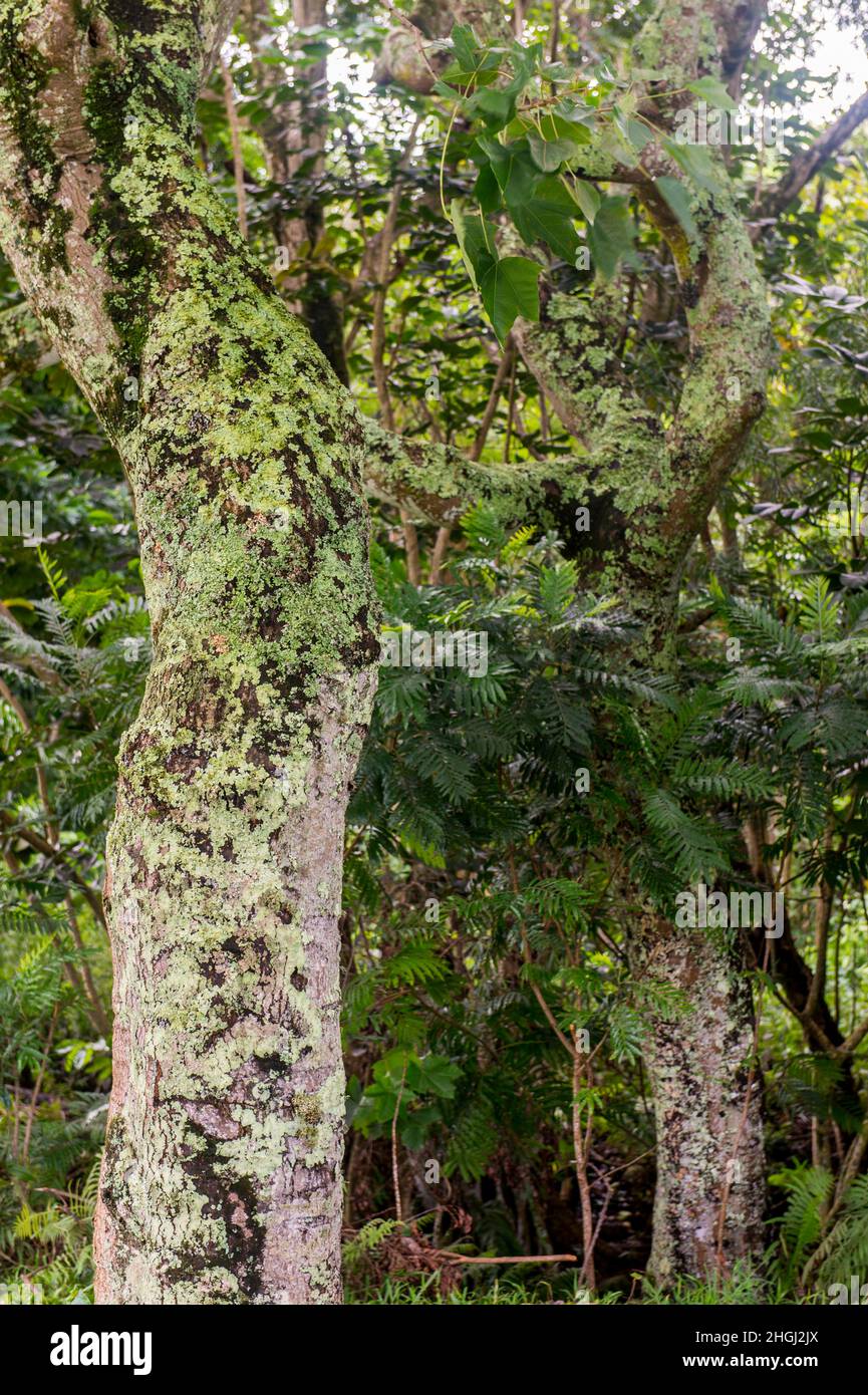Lichens on a Kukui tree (Aleurites moluccana) at the Princeville Makai ...