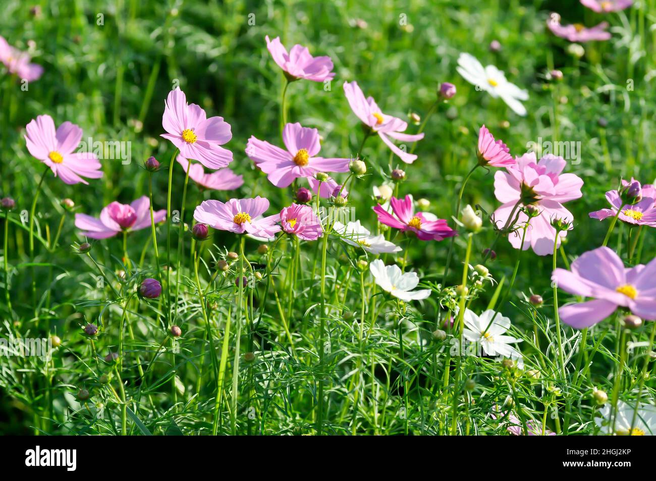cosmos flower or Mexican aster flower , purple cosmos Stock Photo - Alamy