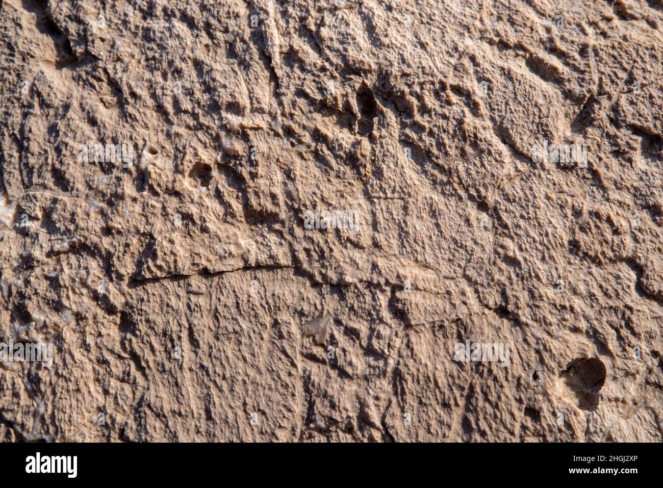 very rough limestone surface as texture or background Stock Photo - Alamy