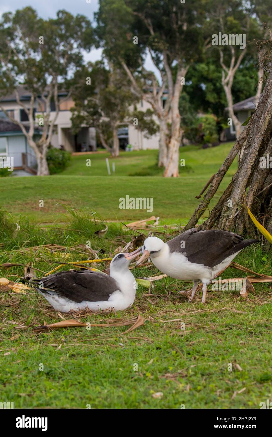 A couple of Moli, or Laysan albatrosses (P. immutabilis) (endangered ...