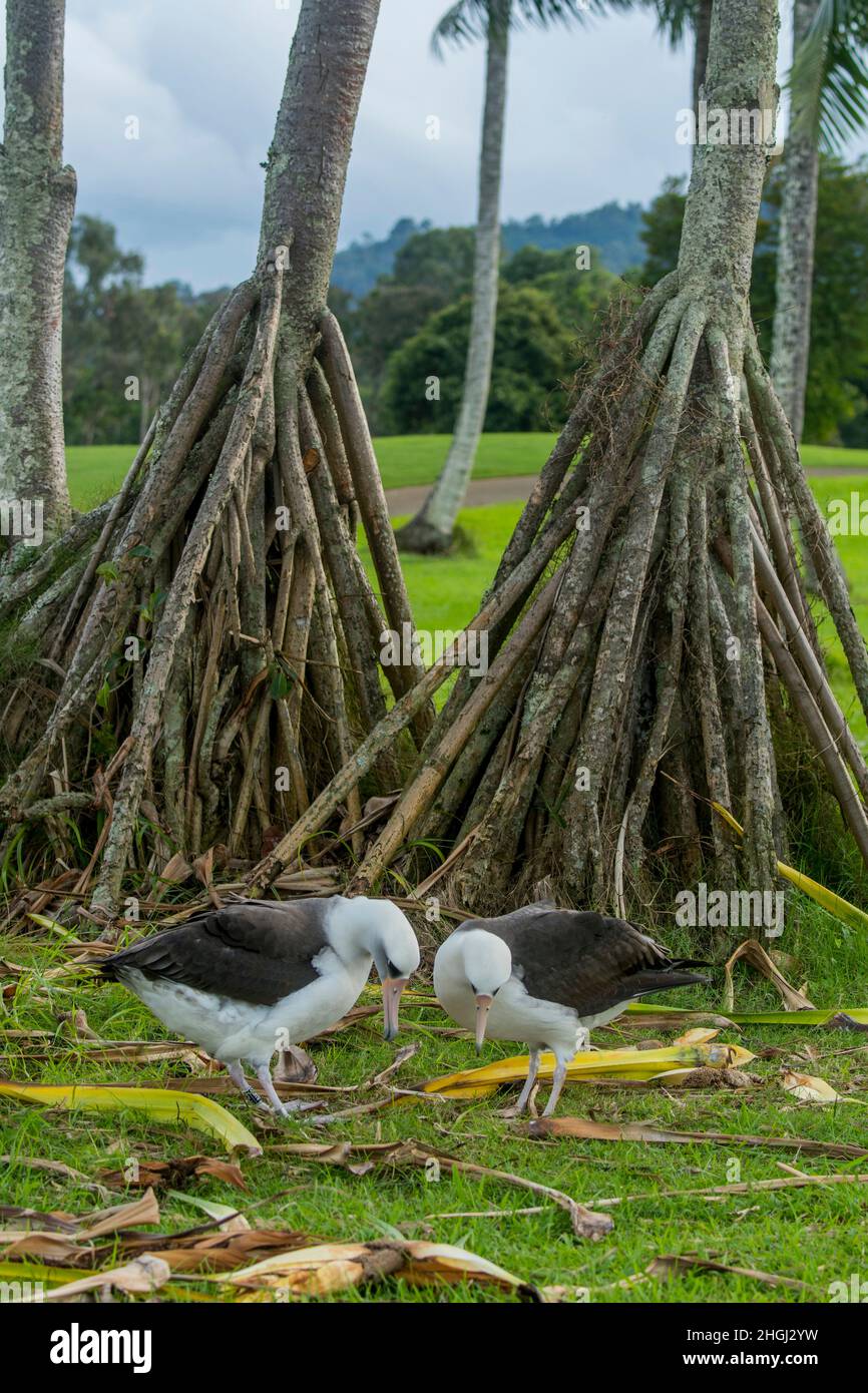 A couple of Moli, or Laysan albatrosses (P. immutabilis) (endangered ...