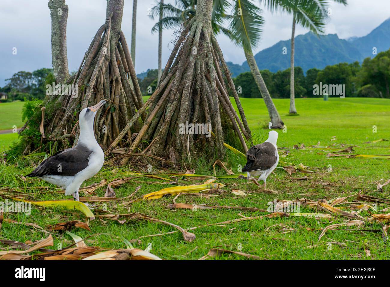 A couple of Moli, or Laysan albatrosses (P. immutabilis) (endangered ...