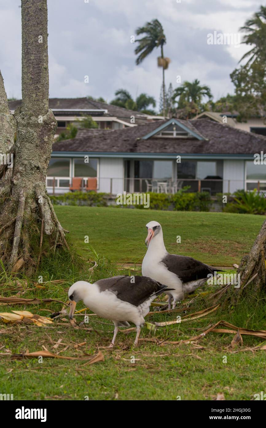 A couple of Moli, or Laysan albatrosses (P. immutabilis) (endangered ...