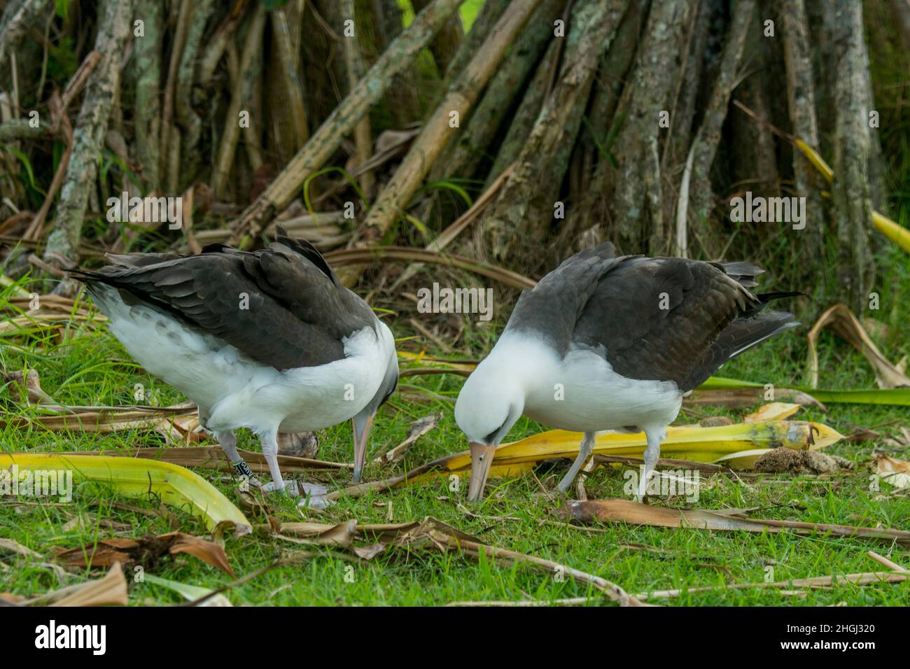 A couple of Moli, or Laysan albatrosses (P. immutabilis) (endangered ...