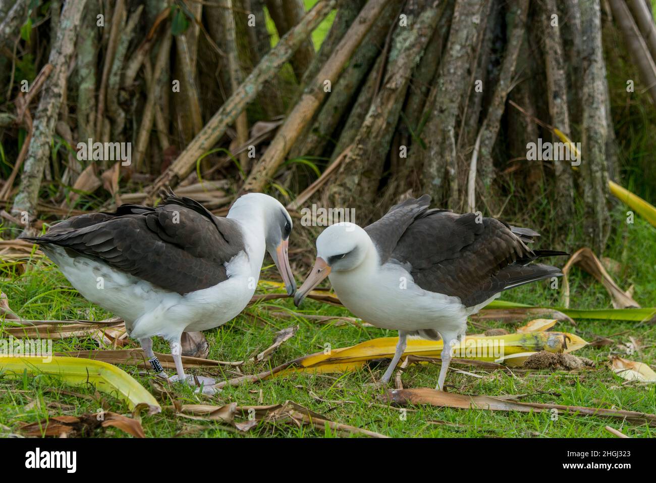 Laysan albatross p immutabilis hi-res stock photography and images - Alamy