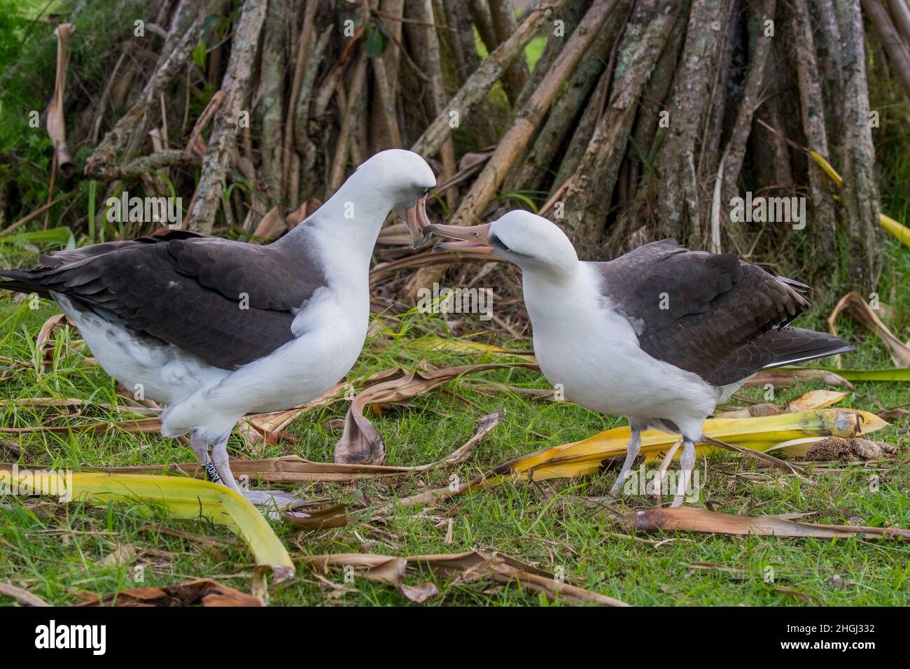 A couple of Moli, or Laysan albatrosses (P. immutabilis) (endangered ...