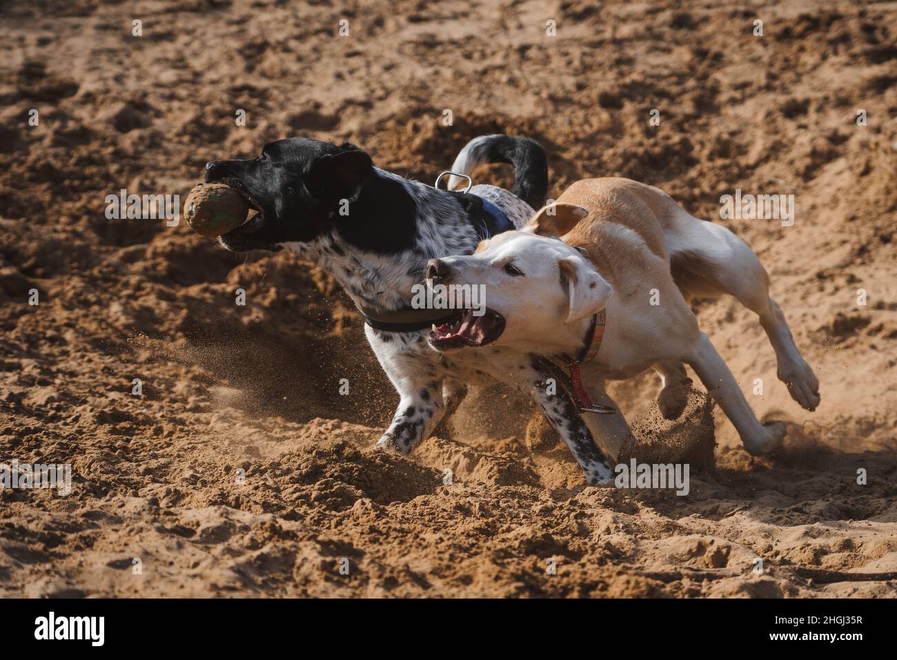 Happy dogs playing together hi-res stock photography and images - Alamy