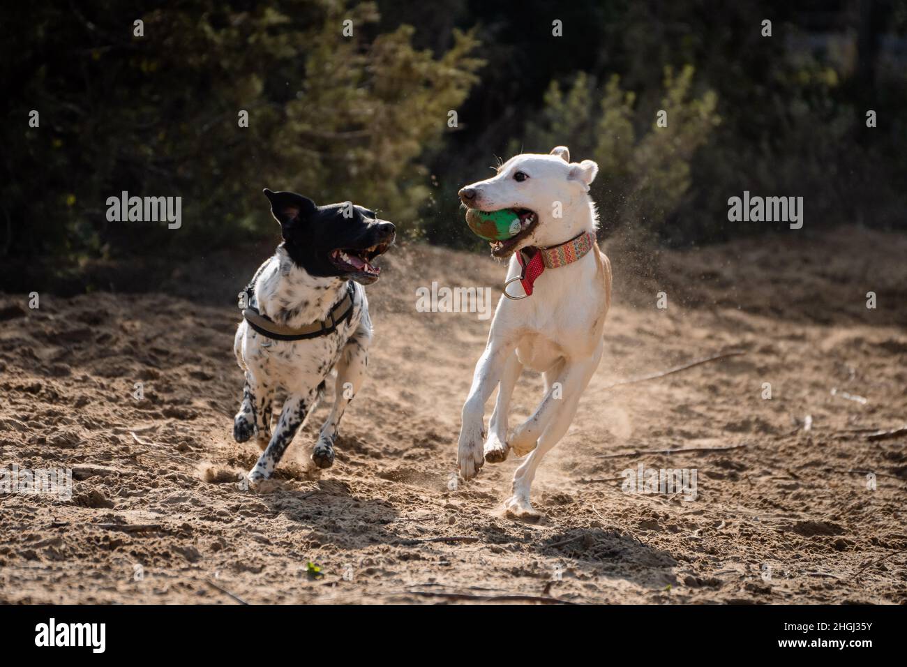 Happy dogs playing together hi-res stock photography and images - Alamy