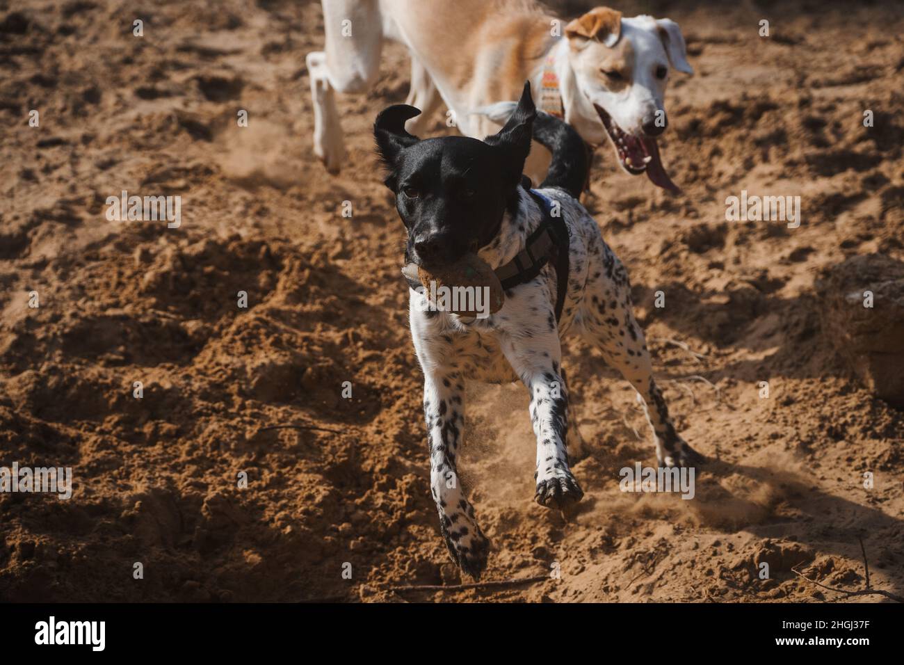 Happy dogs playing together hi-res stock photography and images - Alamy