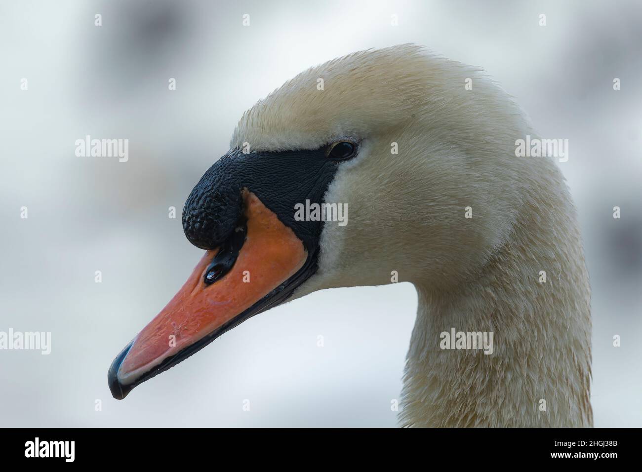 Mute swan portrait Stock Photo - Alamy