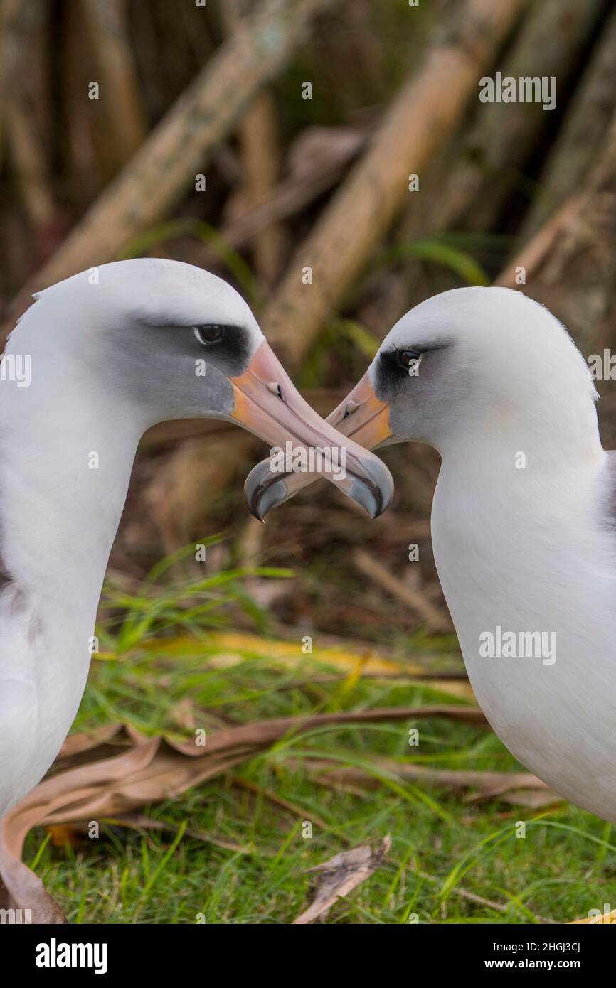 A couple of Moli, or Laysan albatrosses (P. immutabilis) (endangered ...