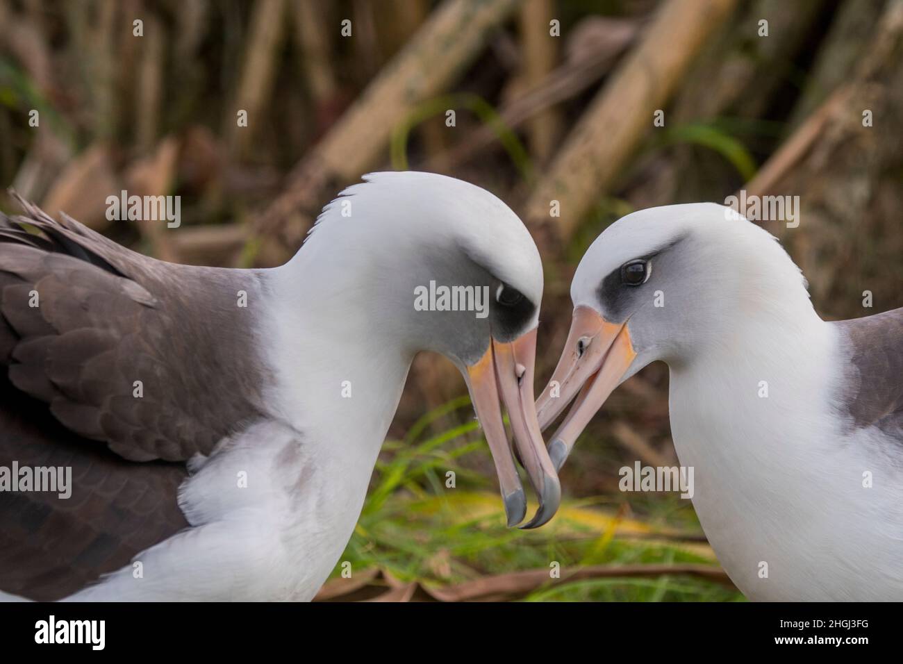 A couple of Moli, or Laysan albatrosses (P. immutabilis) (endangered ...