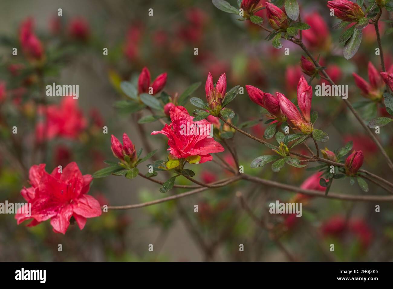 A red or dark pink azalea bush with clusters of flowers opening up on ...