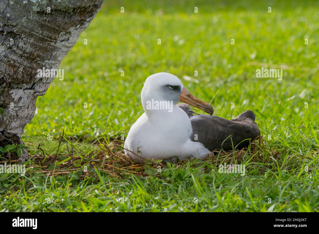 A Moli, or Laysan albatrosses (P. immutabilis) (endangered species ...