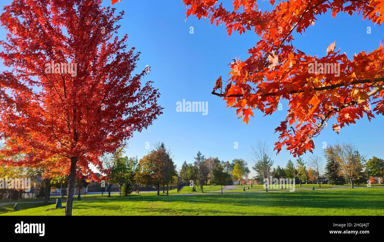 Red maple trees in the park with blue sky background Stock Photo - Alamy