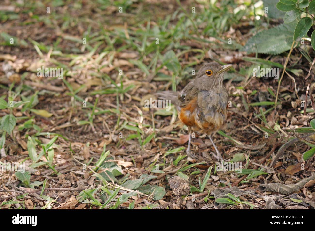 The orange thrush (Turdus rufiventris) walking in the grass near the ...