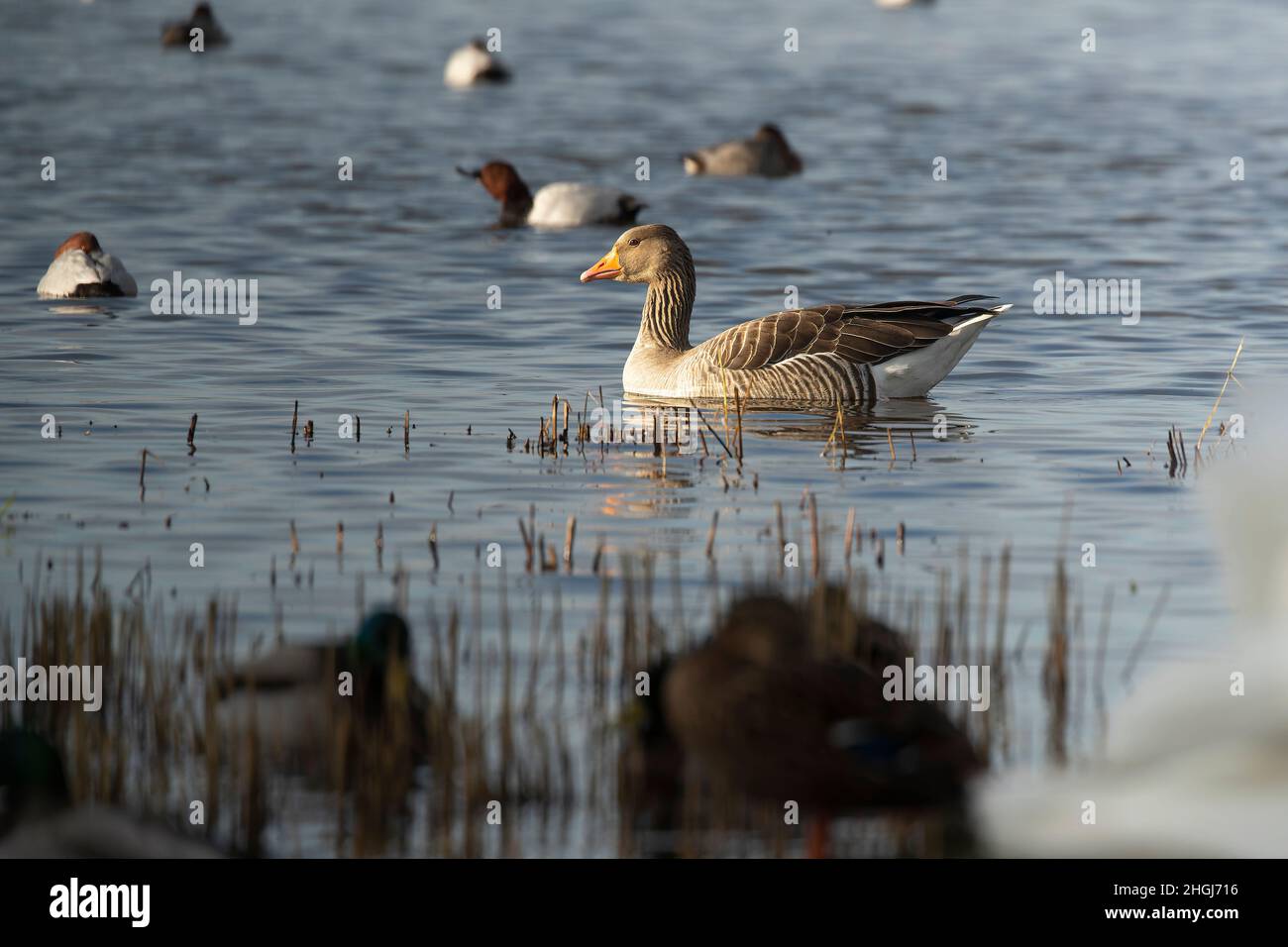 Grey lag goose hi-res stock photography and images - Alamy