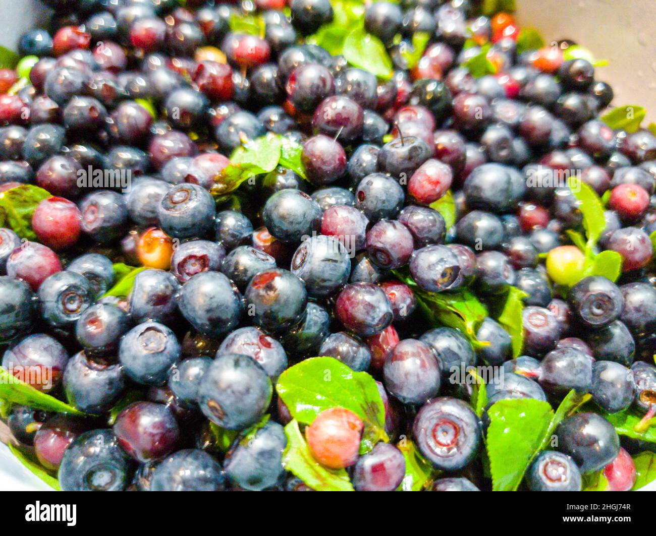 Fresh blueberries. blueberries im the close-up Stock Photo - Alamy