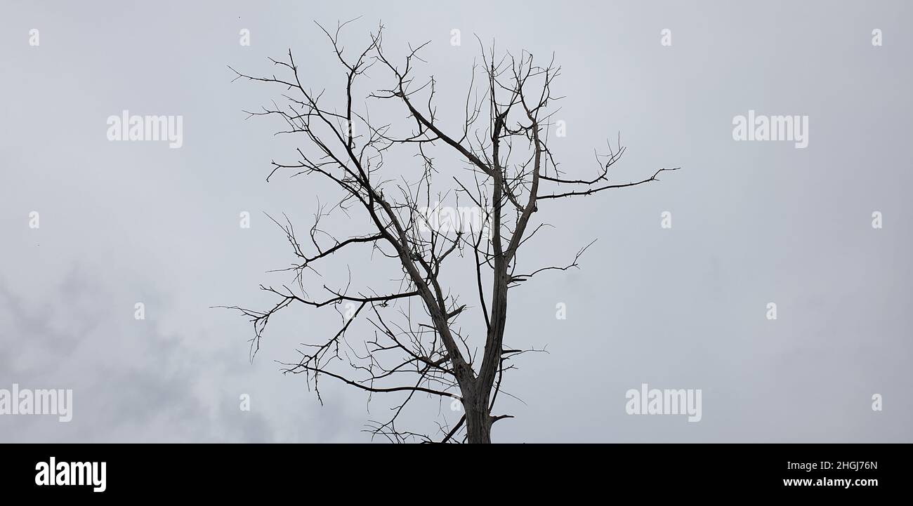 Dead tree The death of nature. Dry lifeless tree Stock Photo - Alamy
