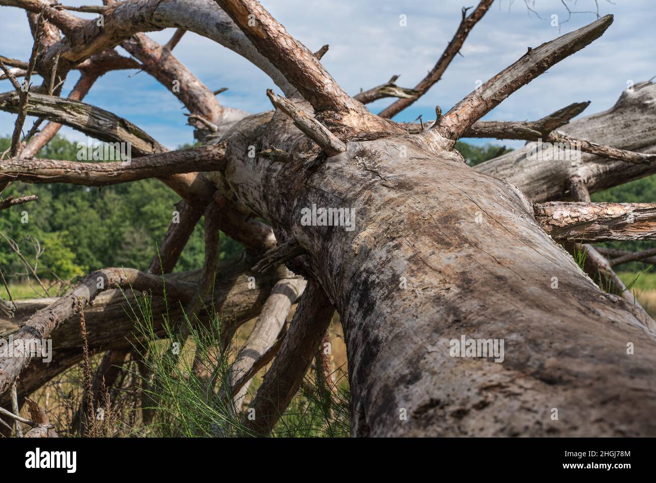 Dead tree in wood autumn hi-res stock photography and images - Alamy