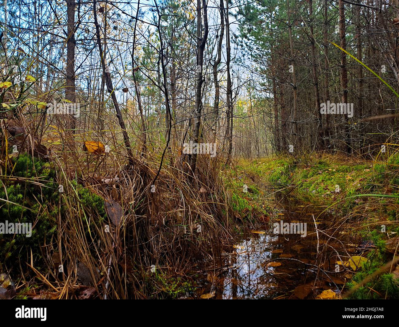 Trees in the forest. Deep forest. Dense forest Stock Photo - Alamy