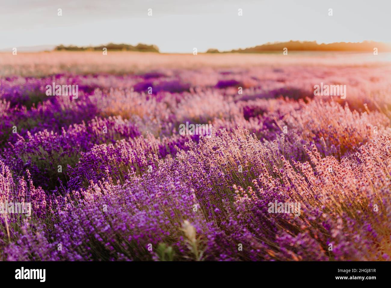 Beautiful Violet Lavender Field Agriculture Stock Photo - Alamy