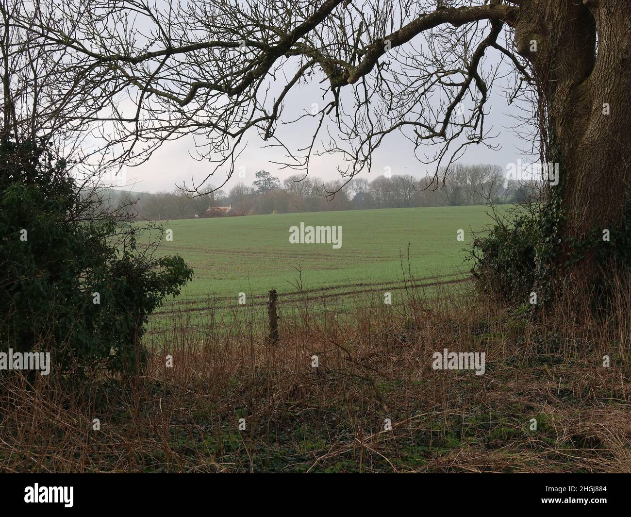View from a public footpath towards Martinstown, framed by bushes and ...