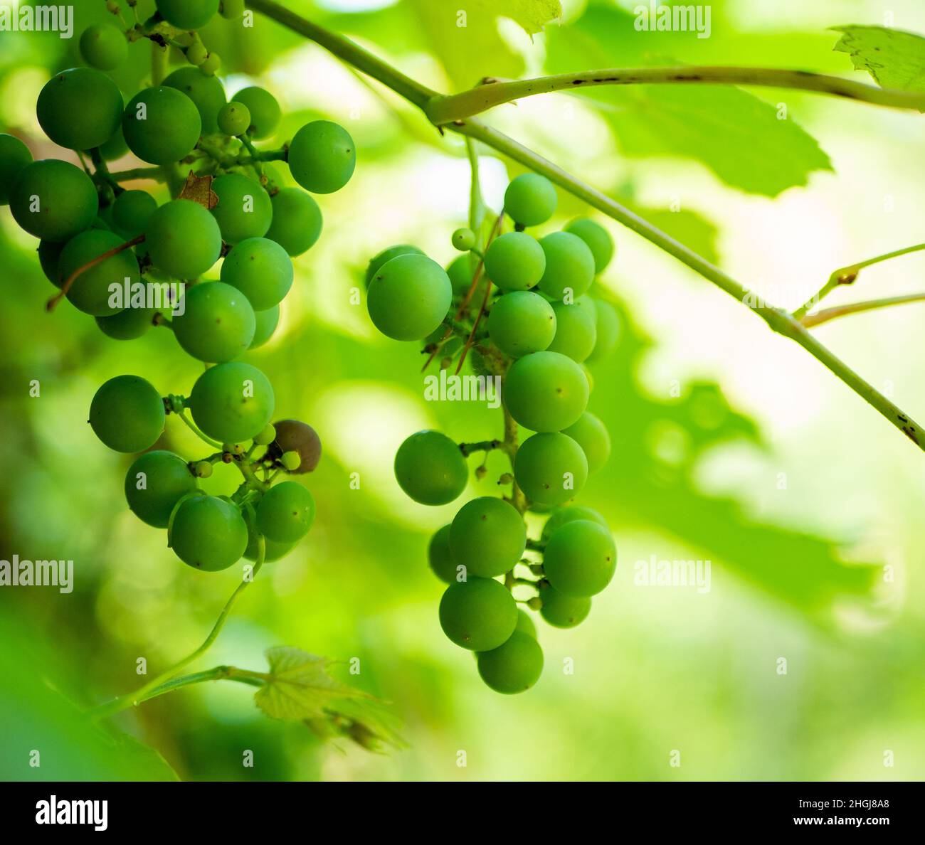 Clusters of green grapes on the vine in close up backlit view with ...