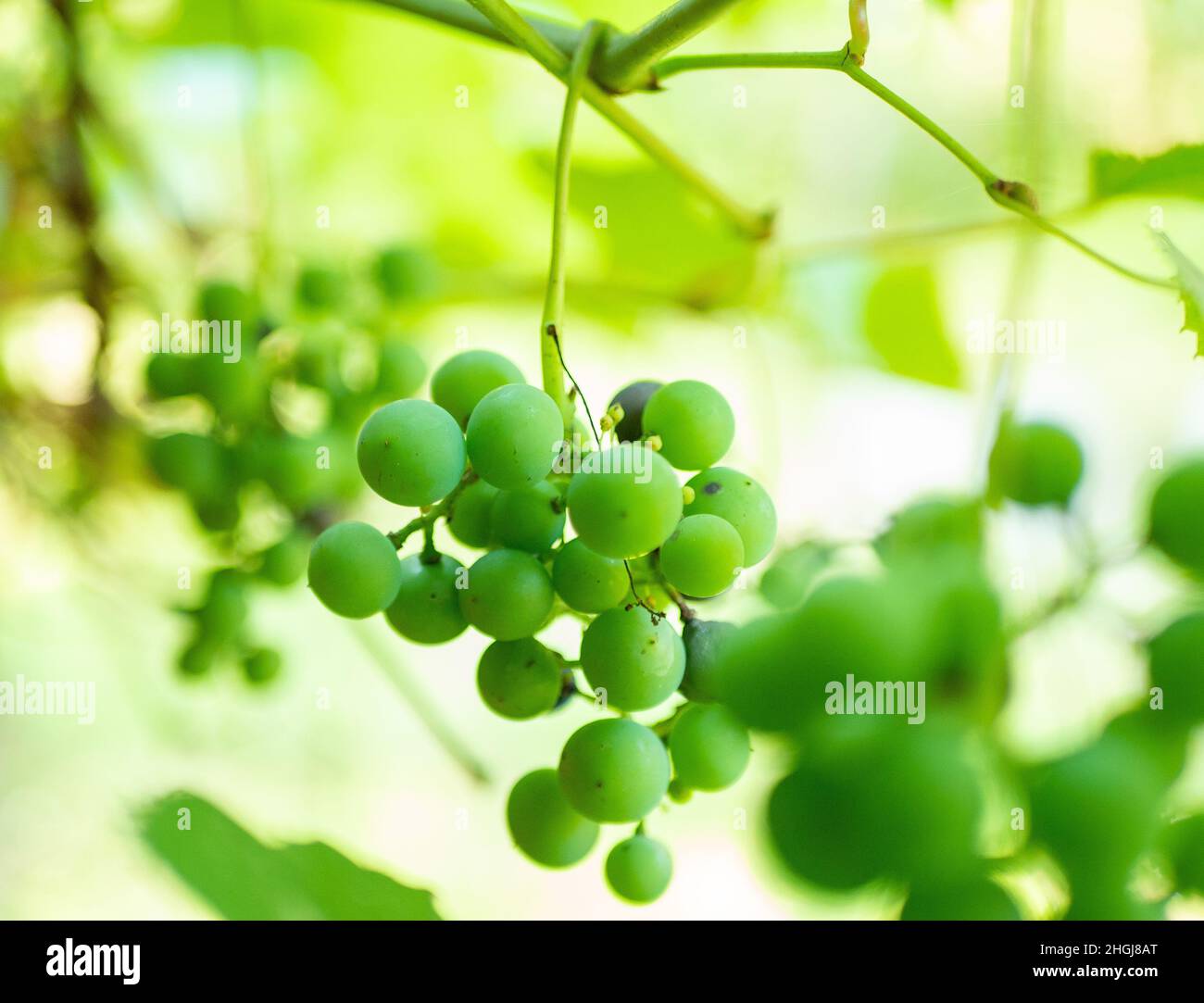 Fresh green grapes in cluster on vine with selective shallow depth of ...