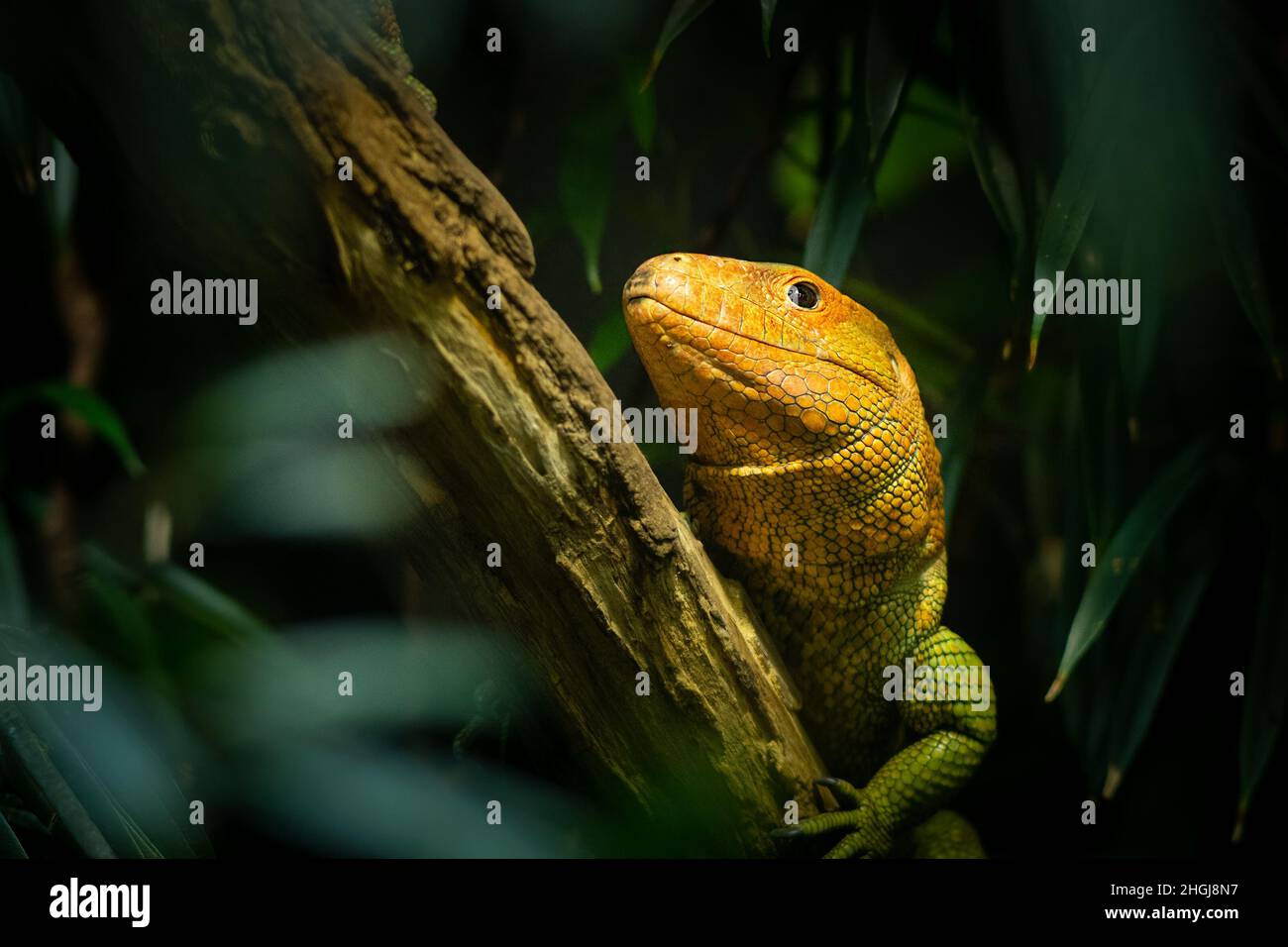 A Northern caiman lizard (Dracaena guianensis) sitting on a branch in a ...