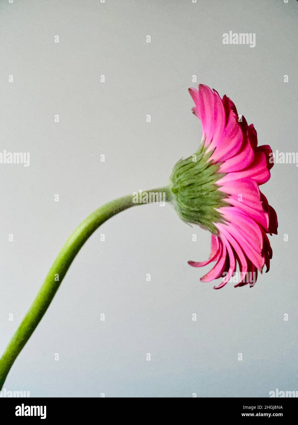 Studio photograph of single flower Stock Photo - Alamy
