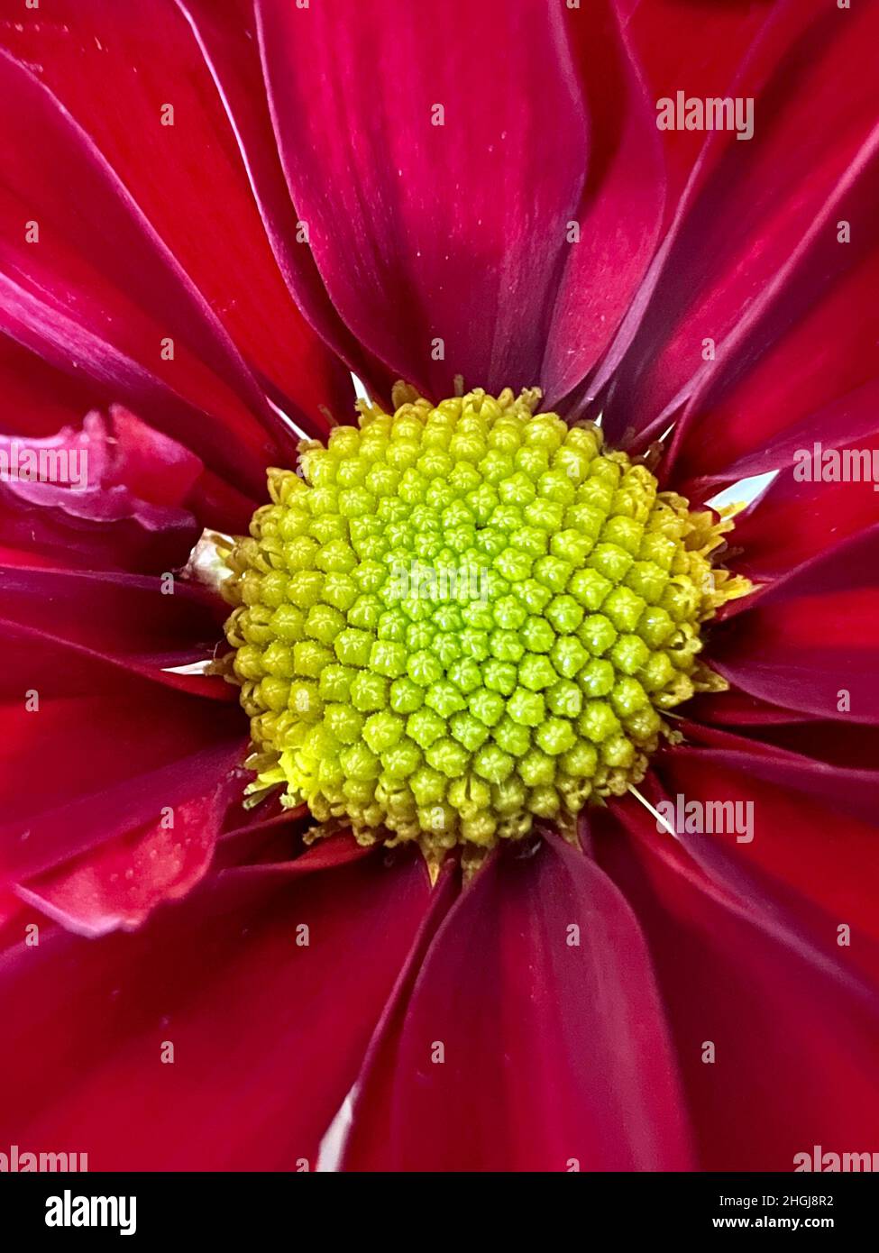 Photograph of single flower hi-res stock photography and images - Alamy