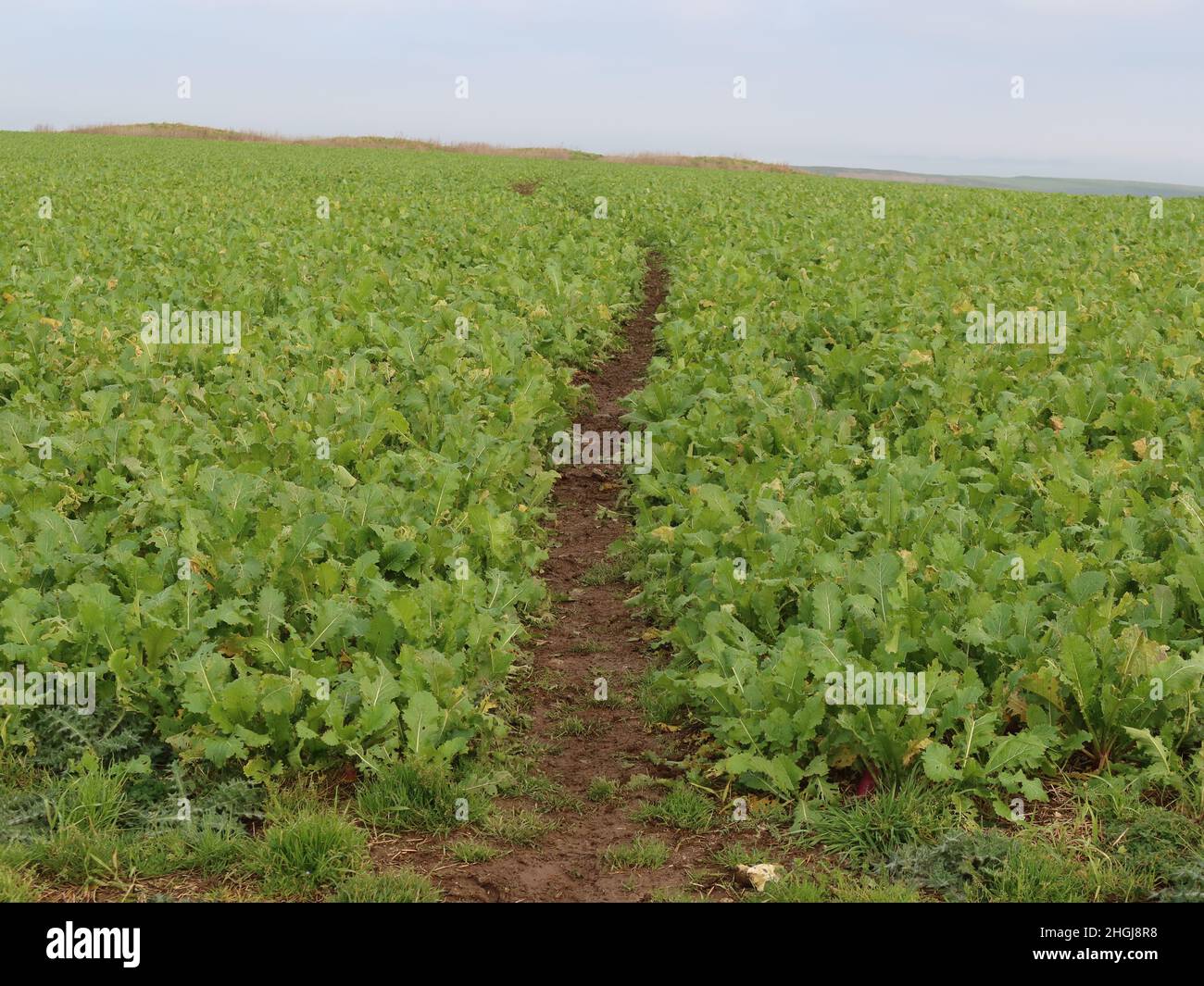 Field of forage beet for grazing cattle, cows or sheep. Crossed by ...