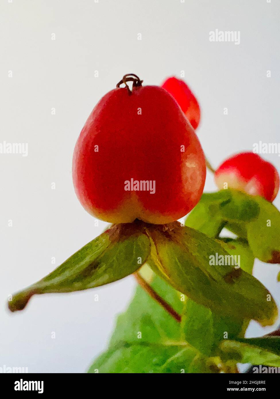 Photograph of single flower hi-res stock photography and images - Alamy