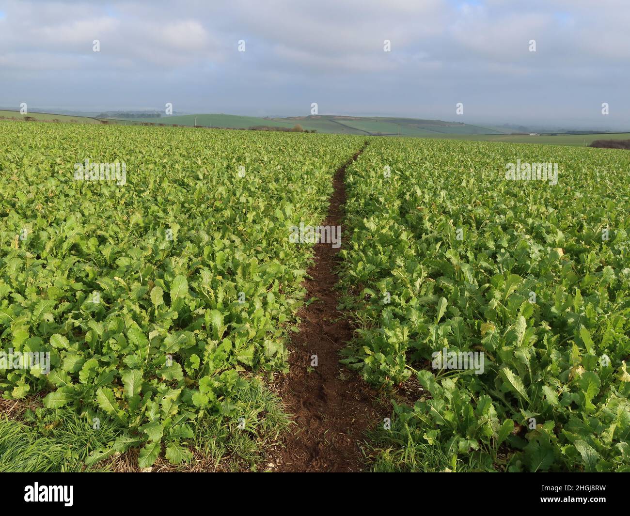 Field of forage beet for grazing cattle, cows or sheep. Crossed by ...