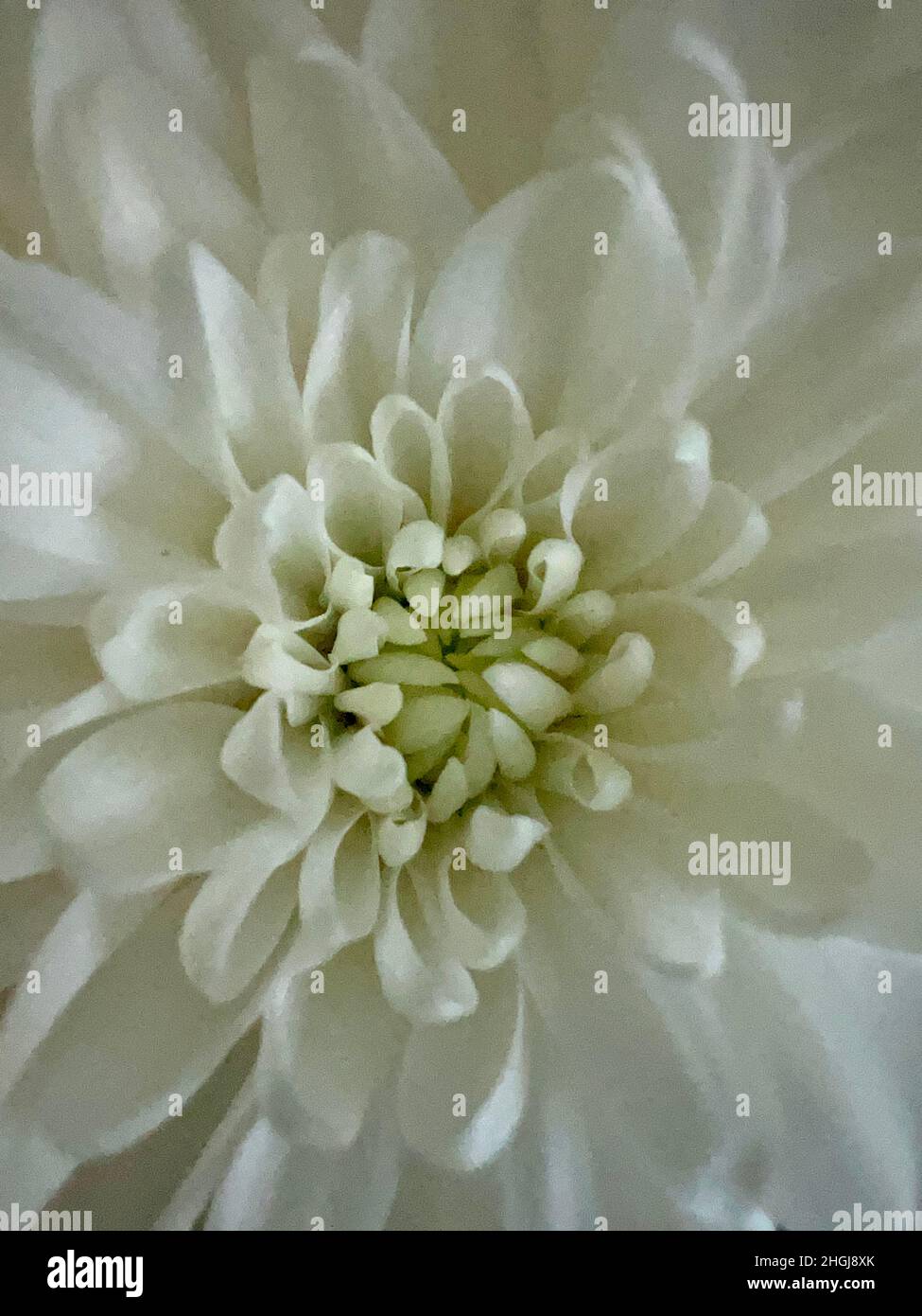 Studio photograph of single flower Stock Photo - Alamy