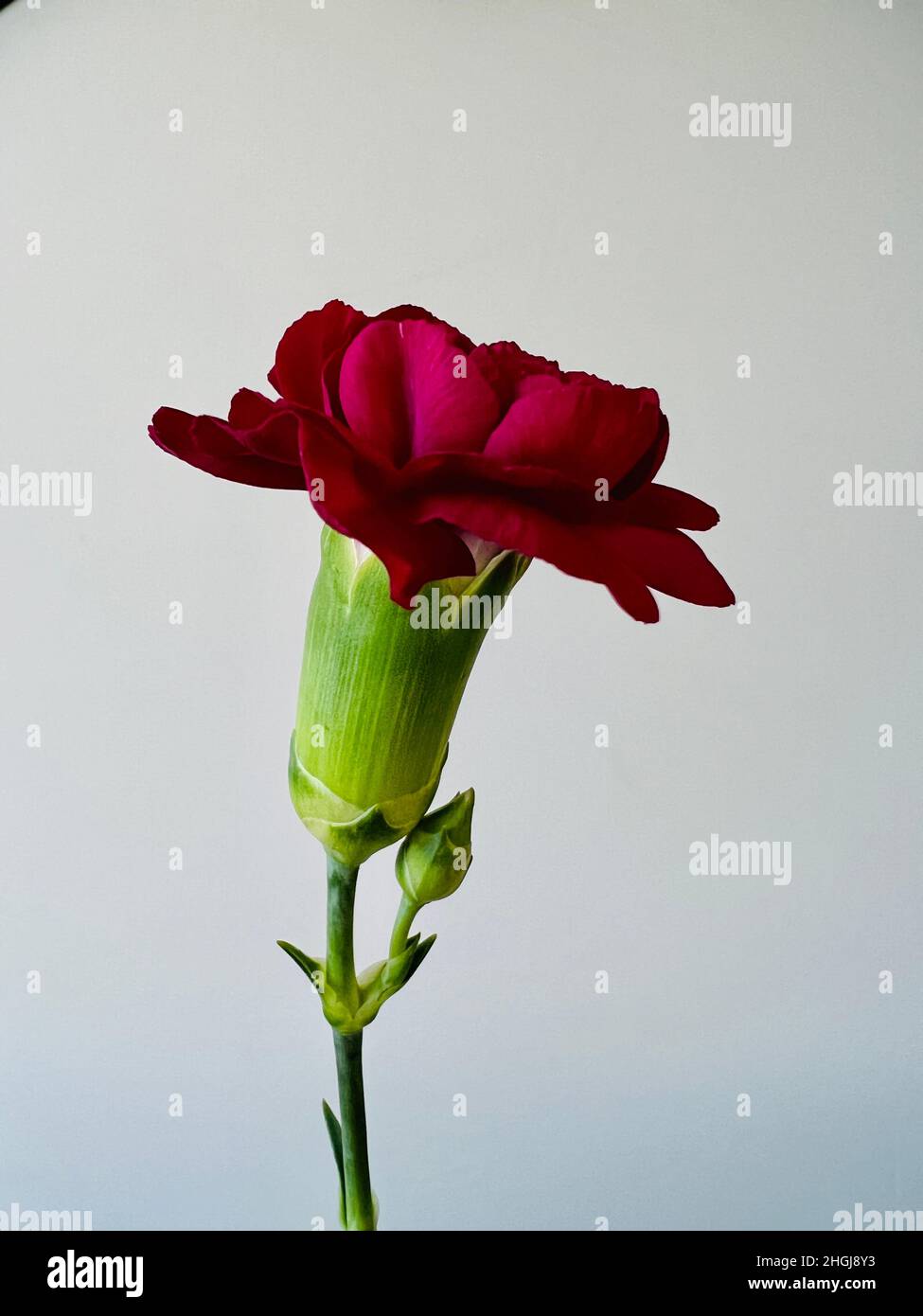 Studio photograph of single flower Stock Photo - Alamy