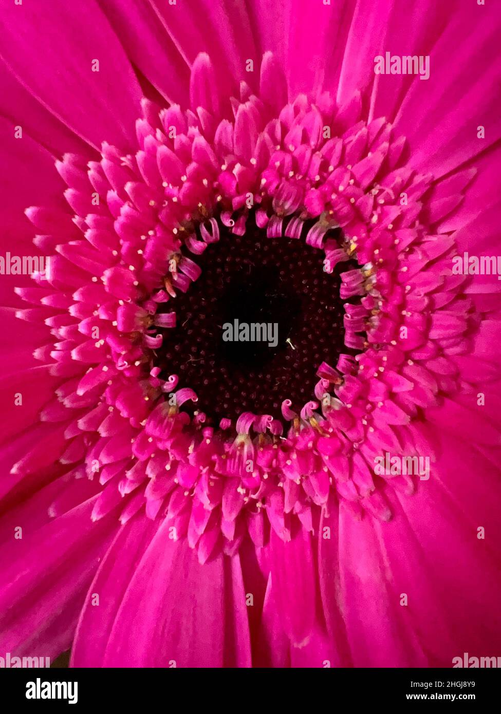 Studio photograph of single flower Stock Photo - Alamy