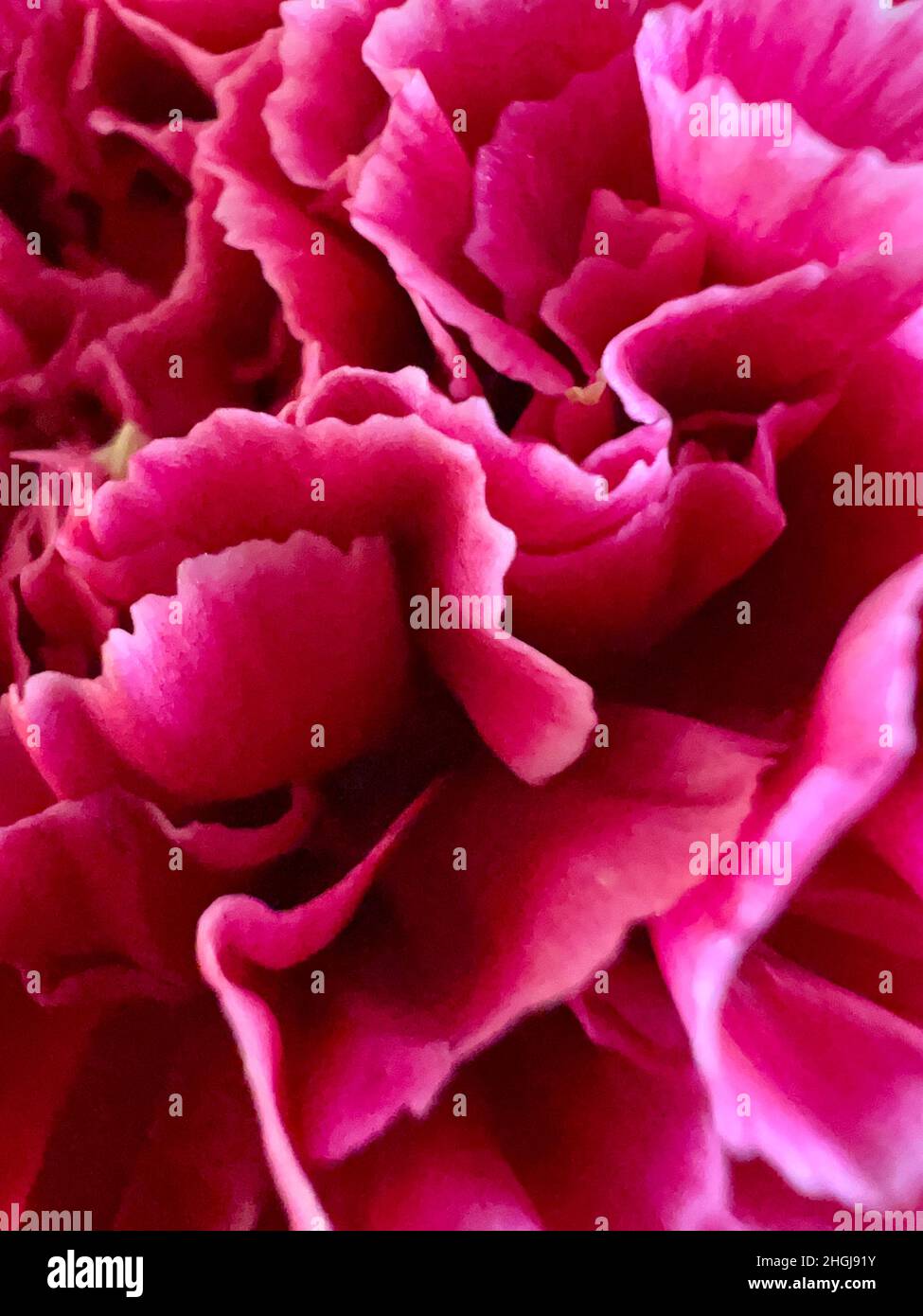 Studio photograph of single flower Stock Photo - Alamy