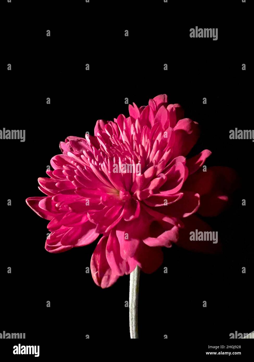 Studio photograph of single flower Stock Photo - Alamy