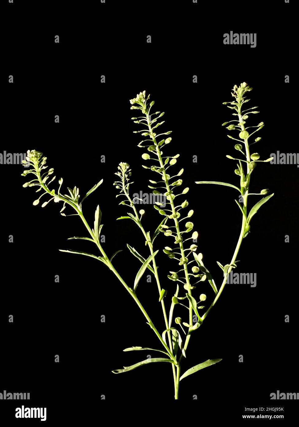 Studio photograph of single flower Stock Photo - Alamy