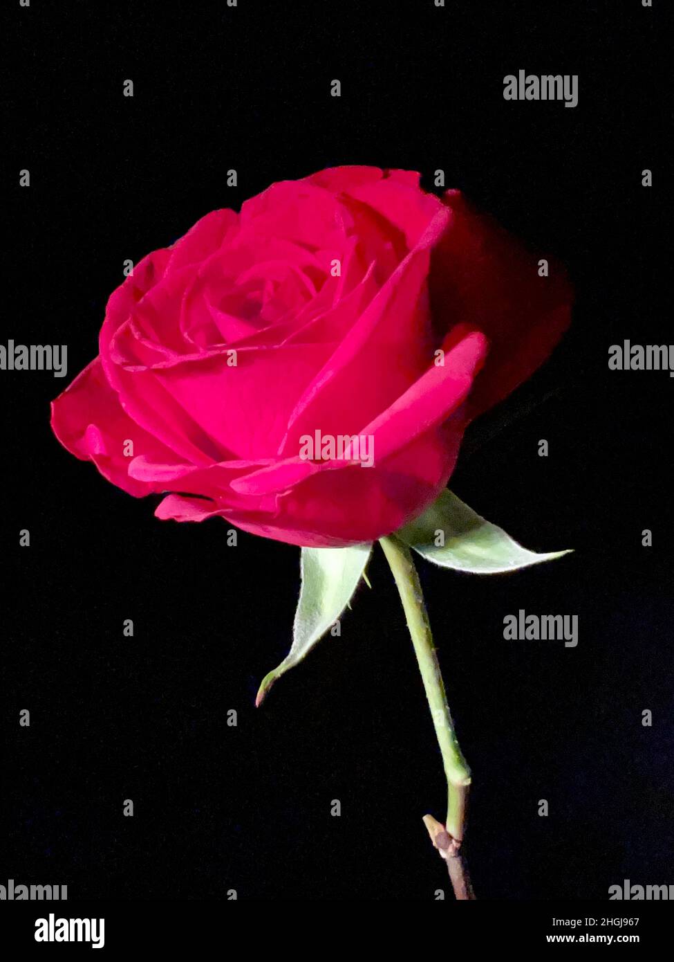 Studio photograph of single flower Stock Photo - Alamy