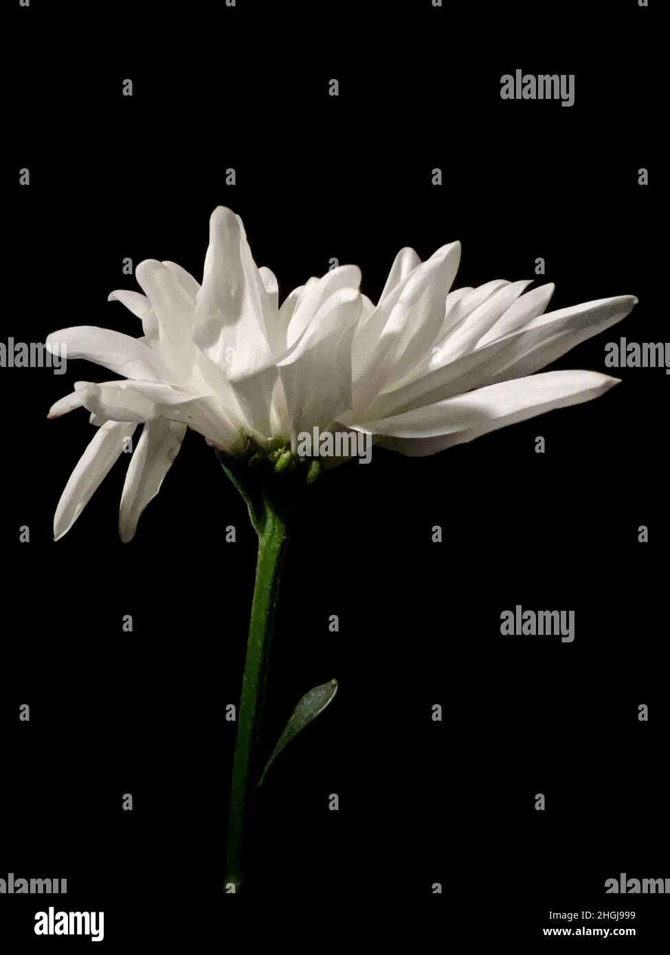 Studio photograph of single flower Stock Photo - Alamy