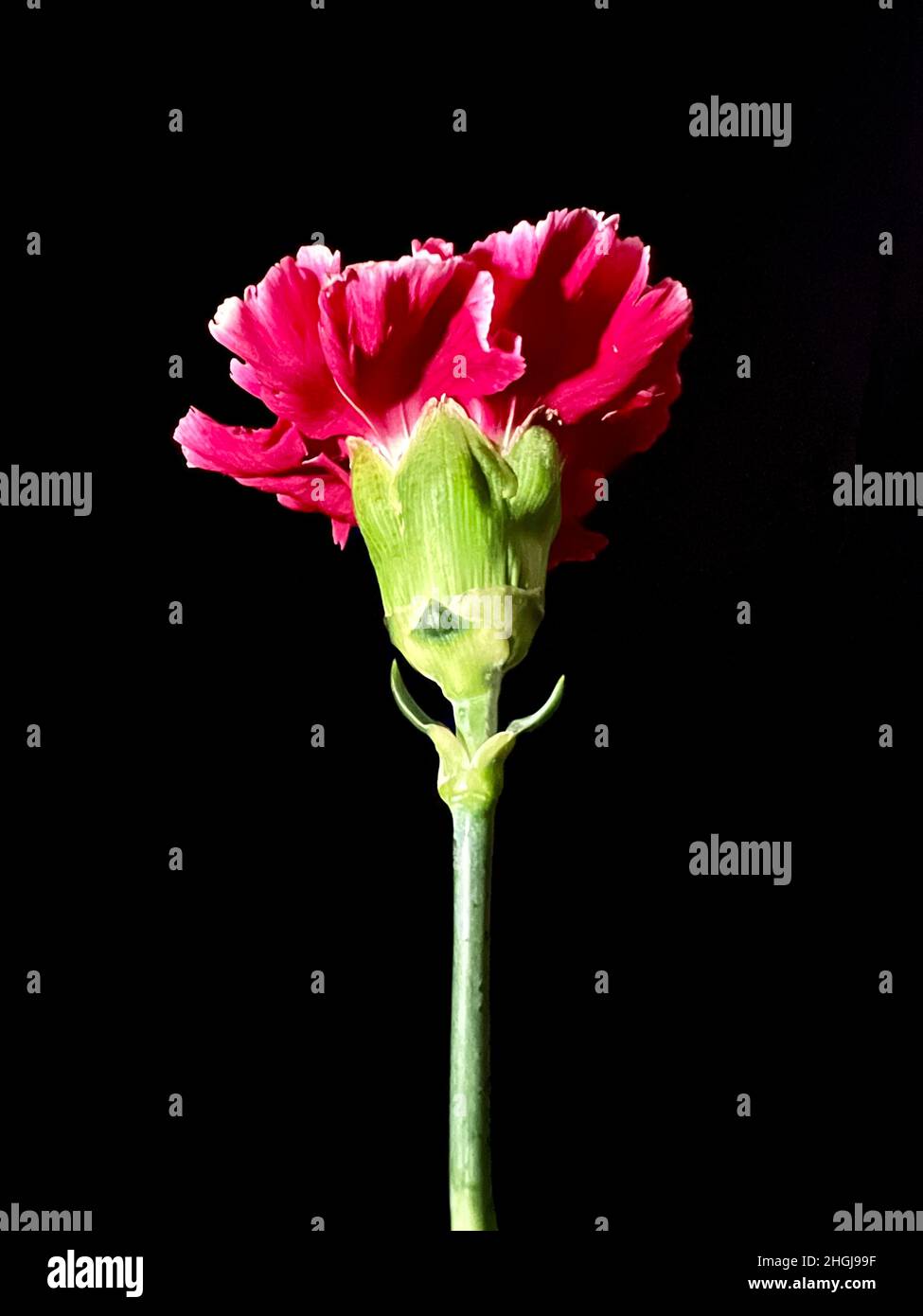 Studio photograph of single flower Stock Photo - Alamy