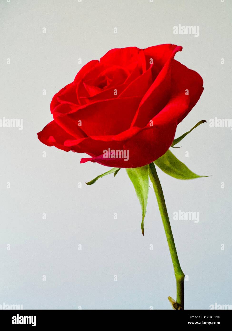 Studio photograph of single flower Stock Photo - Alamy