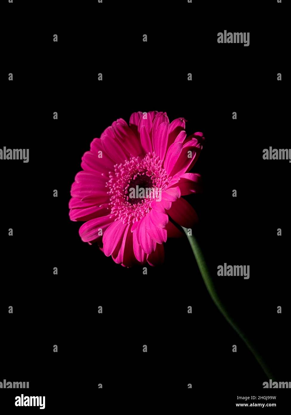Studio photograph of single flower Stock Photo - Alamy