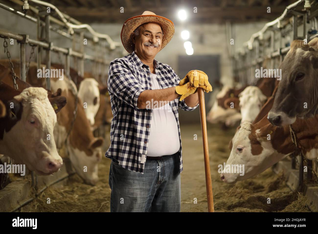 Inside a cowshed hi-res stock photography and images - Alamy